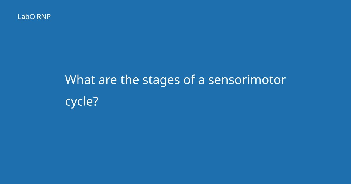 Sensorimotor Cycle: 6 Essential Stages to Know | LabO RNP