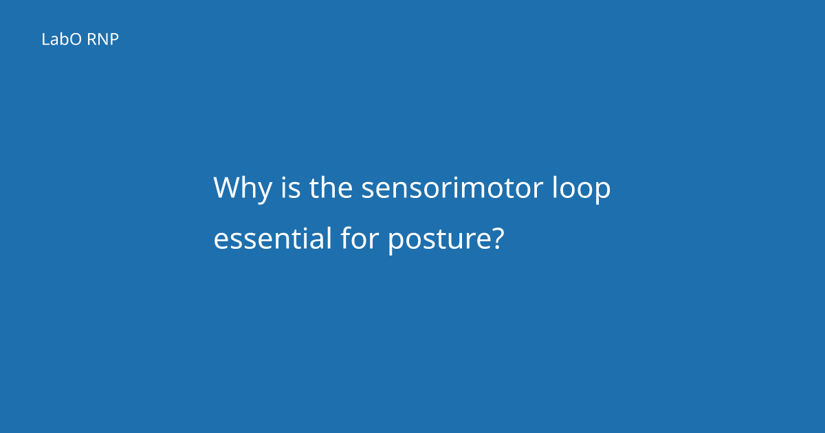 The sensorimotor loop: key to our posture | LabO RNP