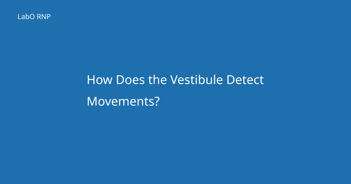 How Does the Vestibule Detect Movements? | LabO RNP