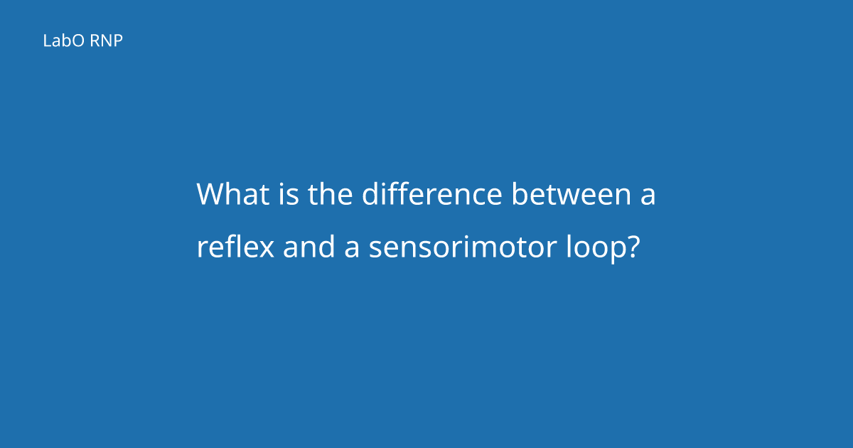 Difference between reflex and sensorimotor loop | LabO RNP